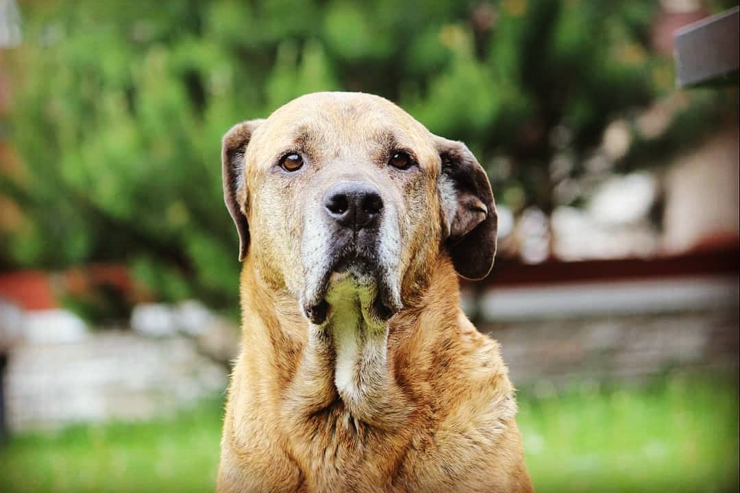 How to understand your dog? – Hot news